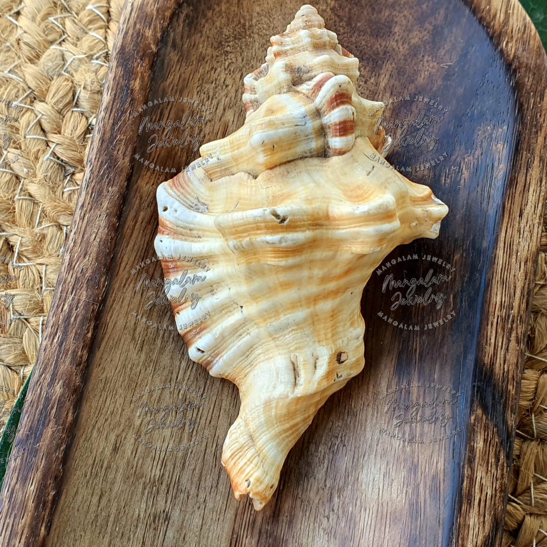 Very Rare Ganesh Conch, Lord Ganesh Conch, Shri Laxmi Shankh for Pooja ...