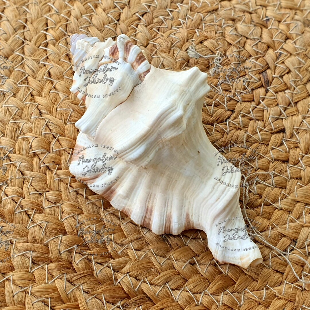 Very Rare Ganesh Conch, Lord Ganesh Conch, Shri Laxmi Shankh for Pooja ...