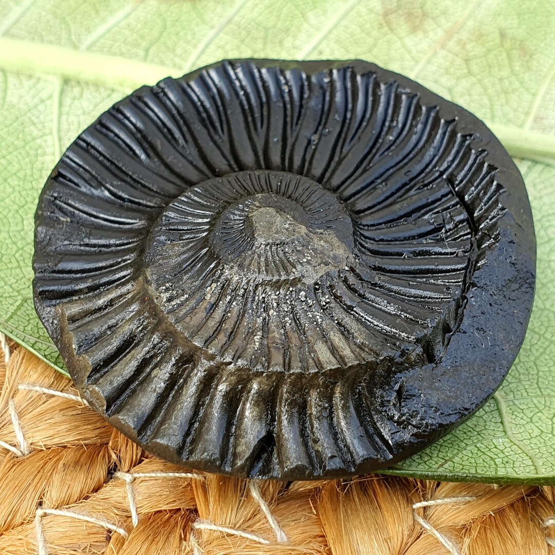 Rare Golden Sudershan Shaligram- Lab Certified, Shaligram Stone ...