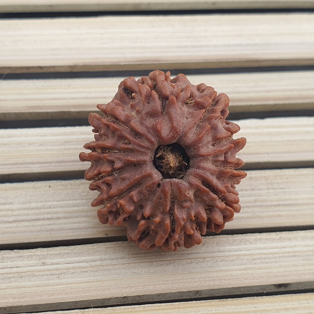 10 Mukhi Nepal Rudraksha, Ten Face, Lord Vishnu in 925 Silver Sterling ...