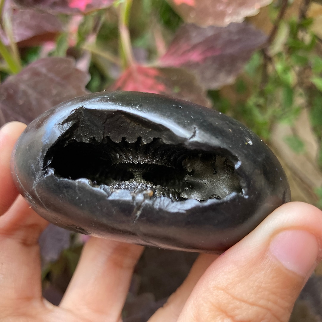 Rare Narsimha Shaligram Lord Vishnu Chakra Inside Saligram - Etsy