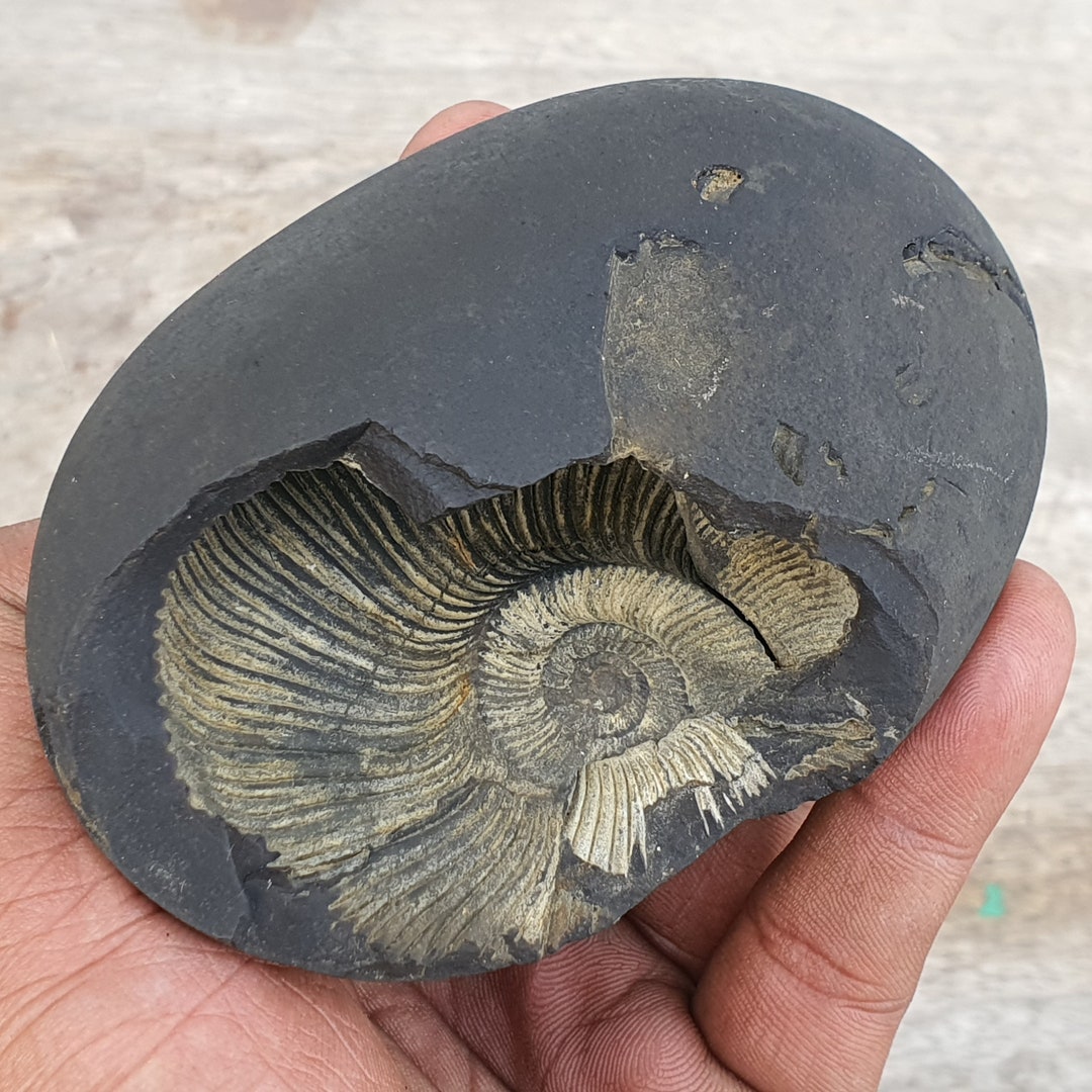 Extremely Rare Narsimha Shaligram, White Brown Shaligram, Religious ...