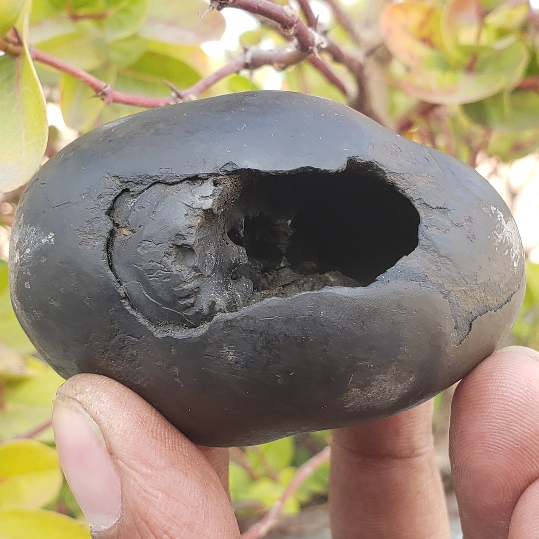 Golden Narsimha Shaligram Shaligram Shila Gandaki River Nepal Shaligram ...