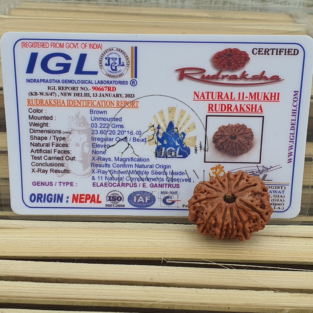 11 Mukhi Nepali Rudraksha Pendant -IGL Lab Certified in Sterling Silver, Spiritual Gifts, Yoga ...