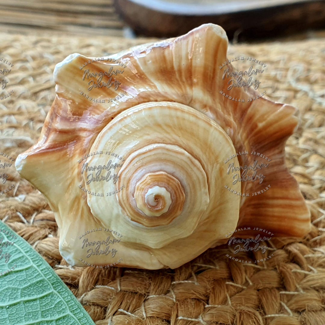 3 Inch Natural Brown Dakshinavarti Natural Shankh, Shri Laxmi Shankh ...