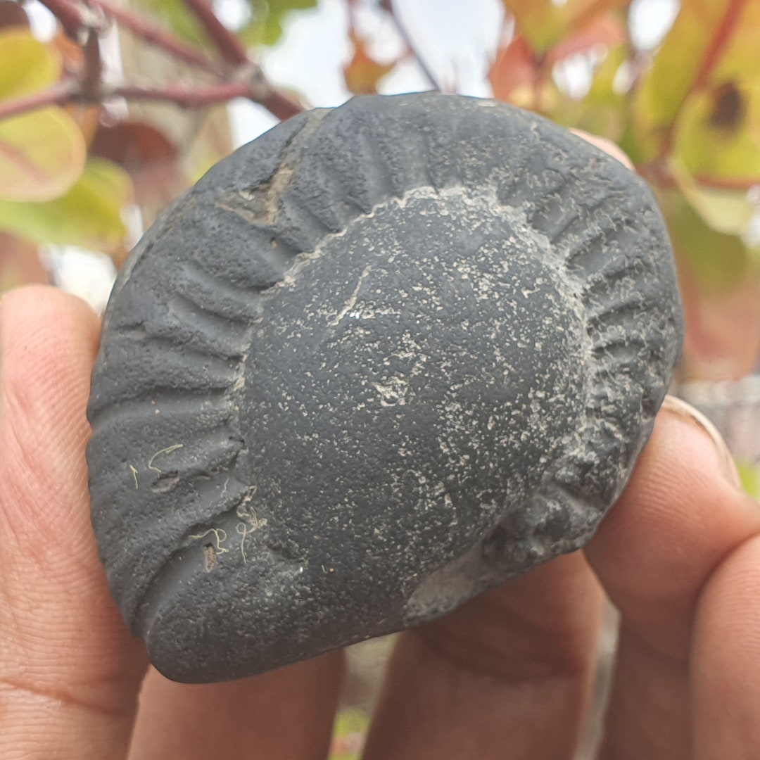 Buddha Shaligram, Saligram Stone - Gandaki River Nepal, Auspicious ...