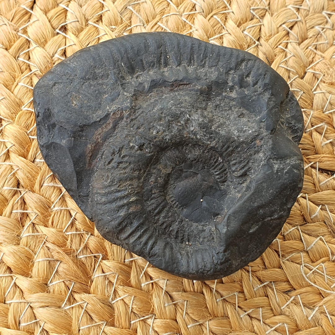 Golden Kalpavriksha Shaligram • Shaligram Shila • Gandaki River Nepal ...
