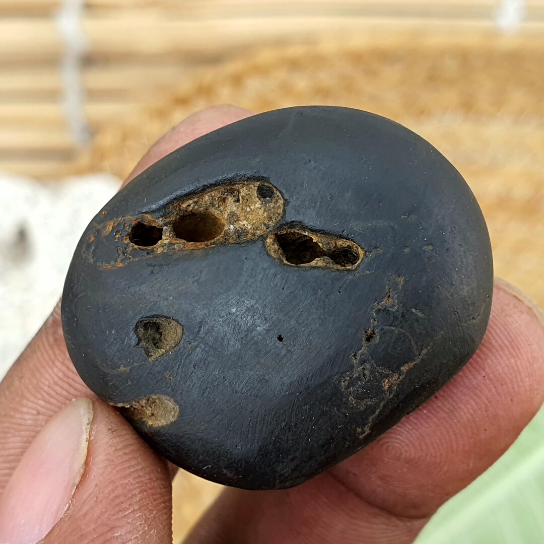 Rare Yellow Six Chakra Narayan Shaligram, Laxmi Narayn Shaligram ...