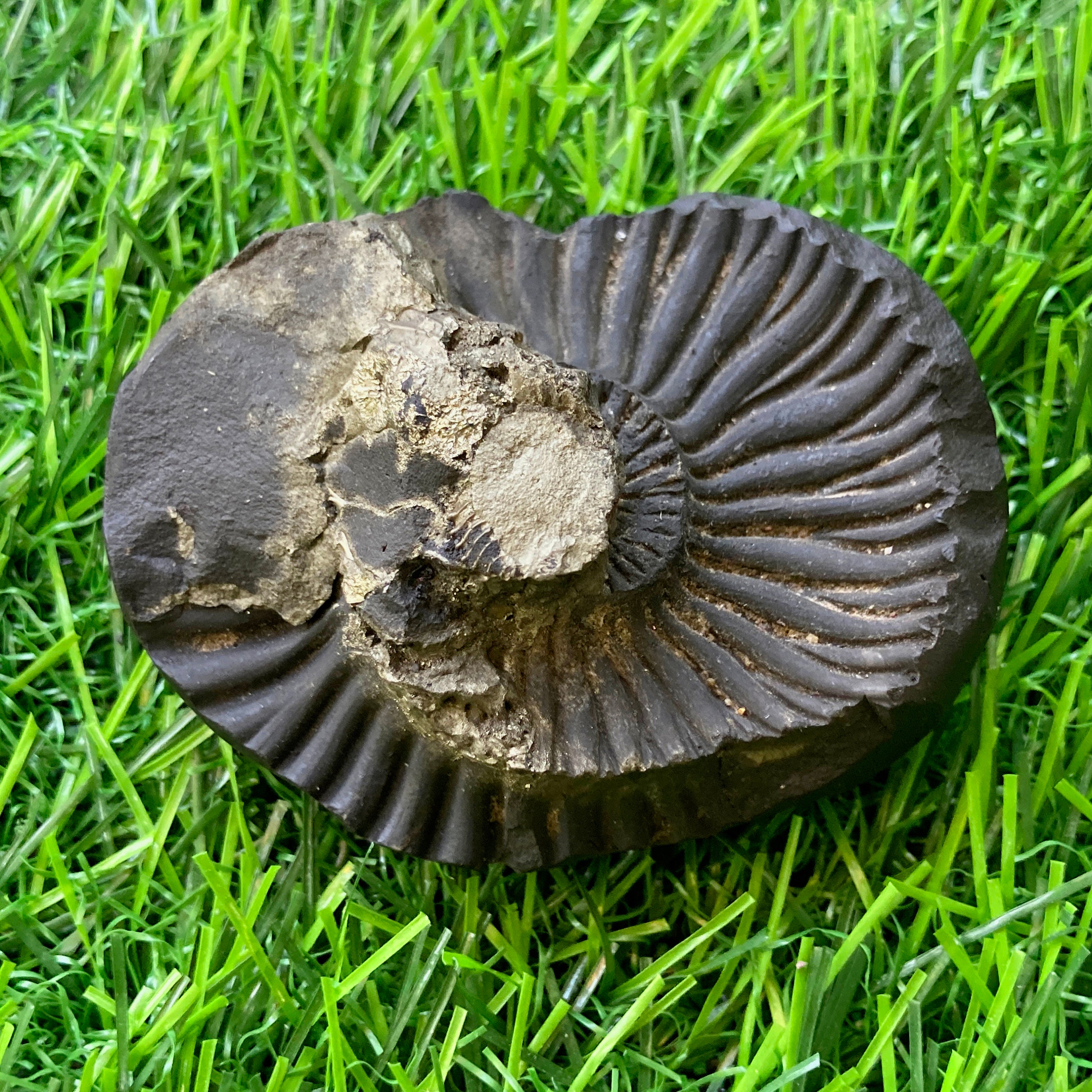 Maha Vishnu Golden Shaligram Vishnu Shaligram Shila - Etsy