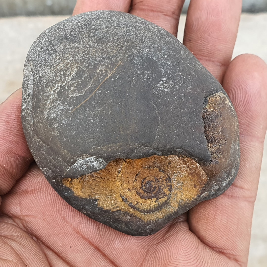 Extremely Rare Sudarshan Shaligram, Yellow Brown Sudarshan Shaligram ...