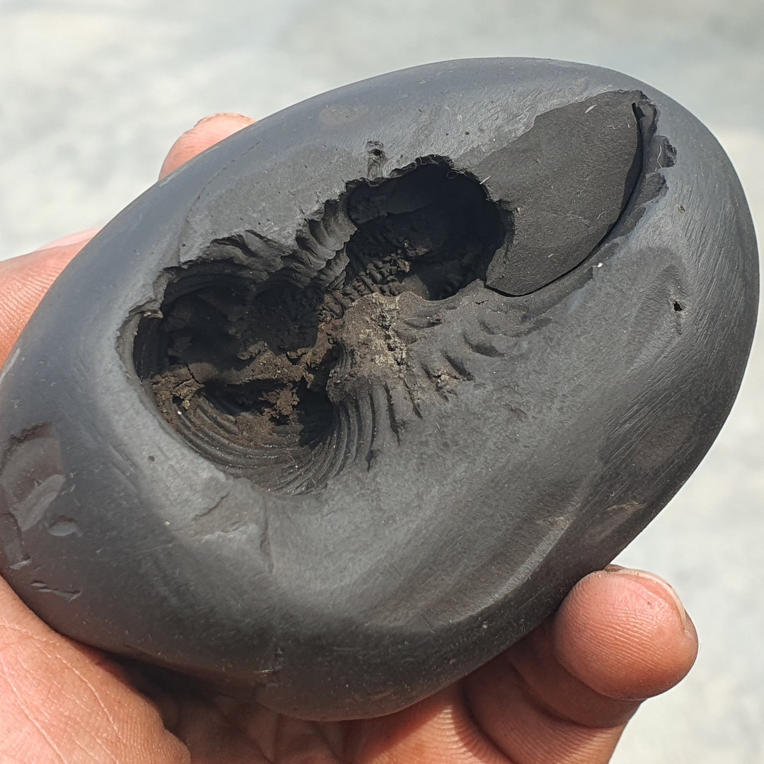 Big Size, Golden Narsimha Shaligram, Narsimha Saligram Stone Gandaki ...