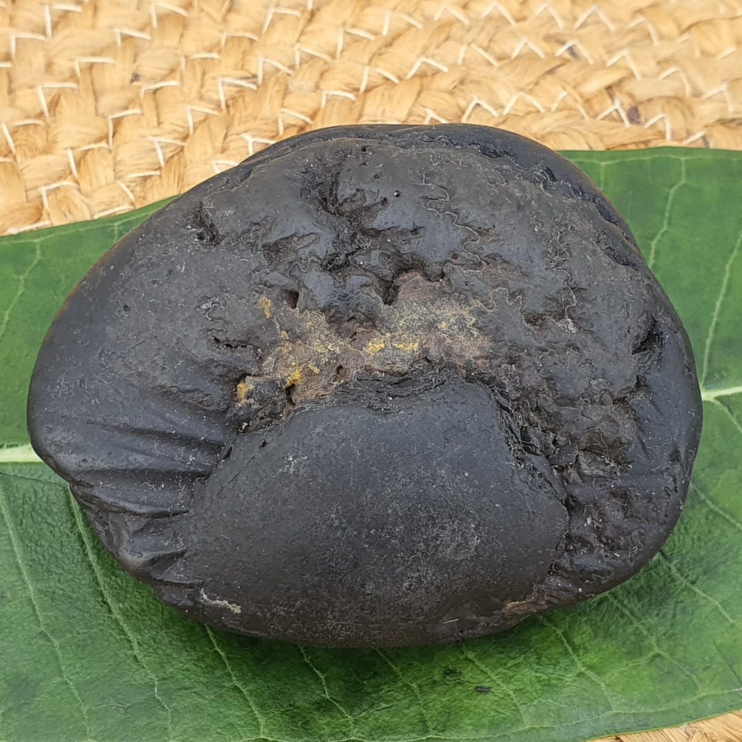 Golden Kalpavriksha Shaligram • Shaligram Shila • Gandaki River Nepal ...