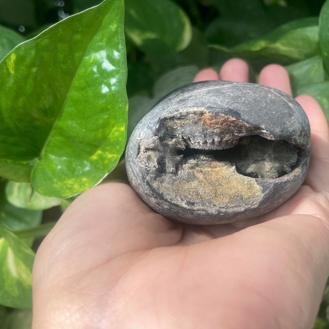 Three Colour Rare Yellow White Black Narsimha Shaligram, Lord Vishnu ...