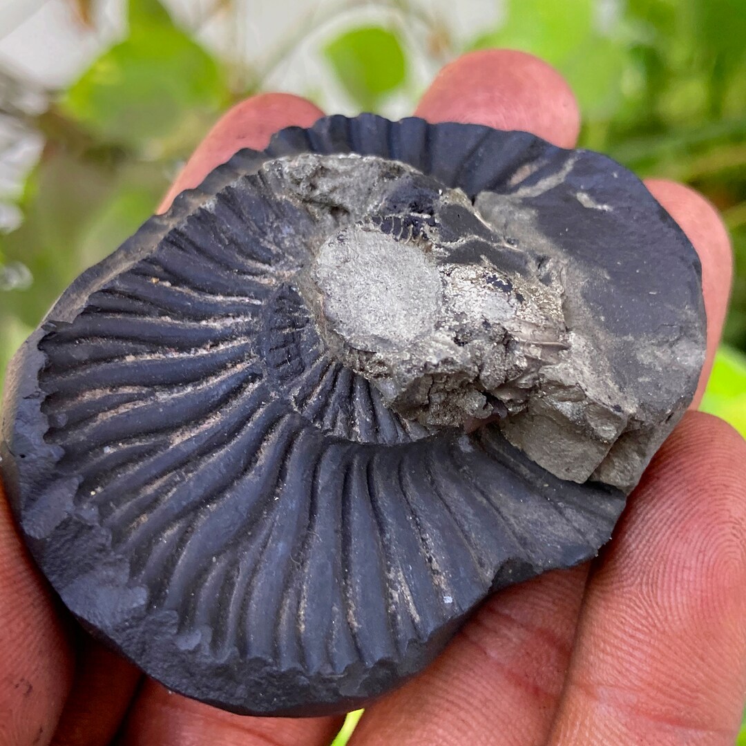 Maha Vishnu Golden Shaligram • Vishnu Shaligram Shila • Gandaki River ...