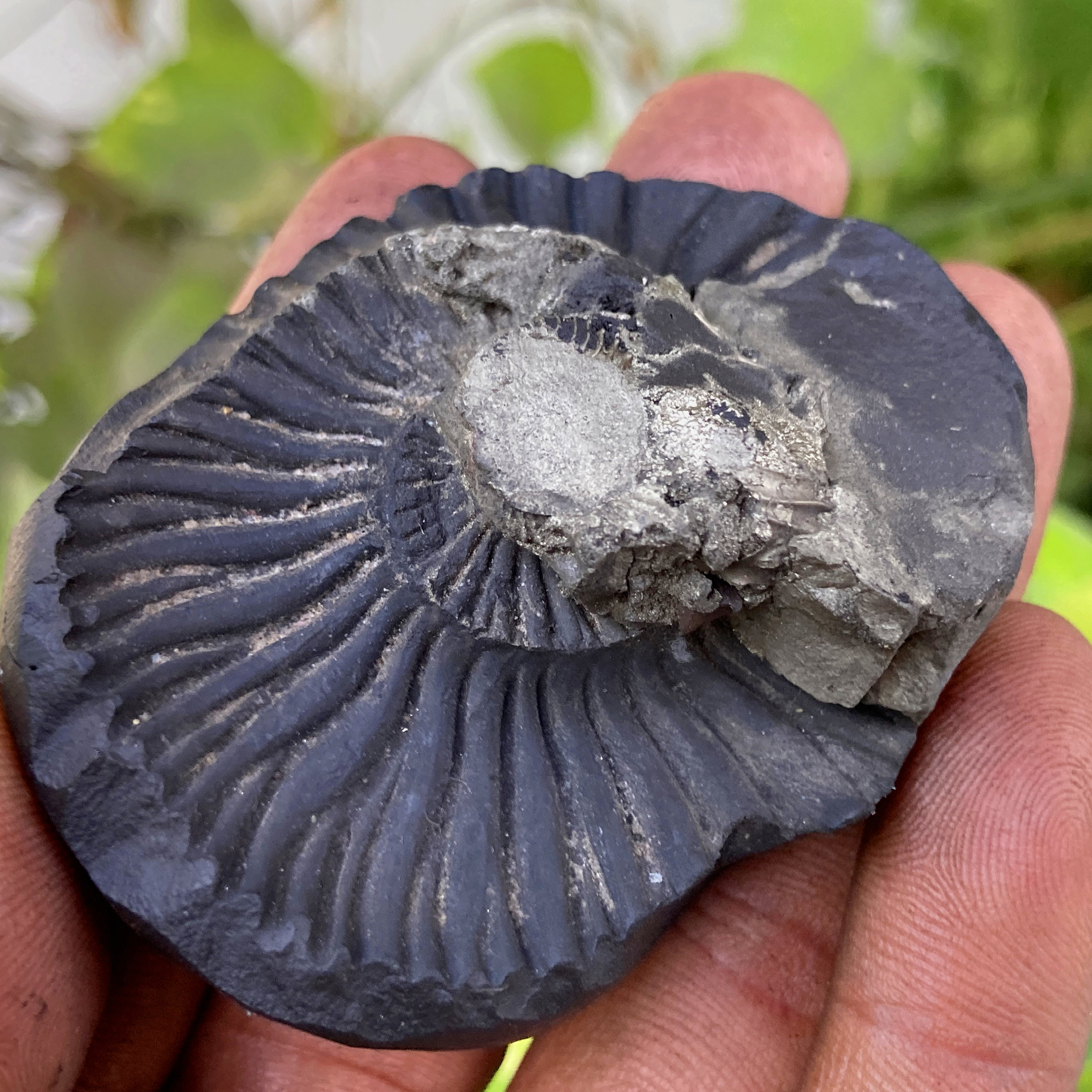 Maha Vishnu Golden Shaligram Vishnu Shaligram Shila - Etsy