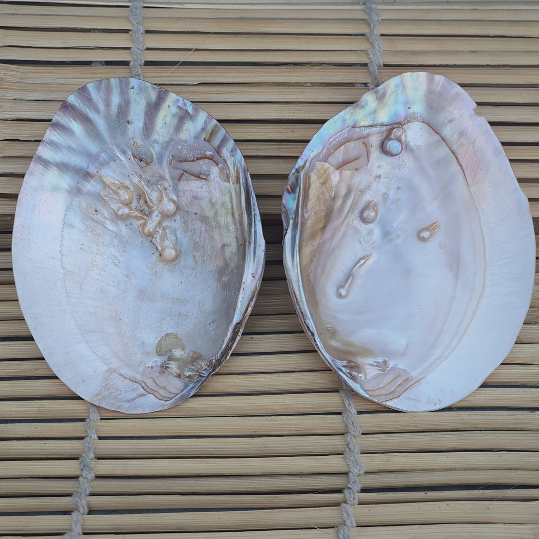 Large Natural Mother of Pearl Shell Dish W Real Iridescent Blister ...