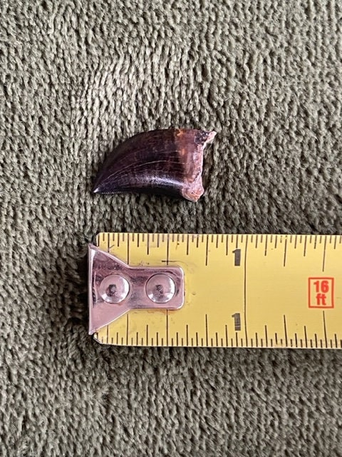 Dinosaur Tooth - Etsy