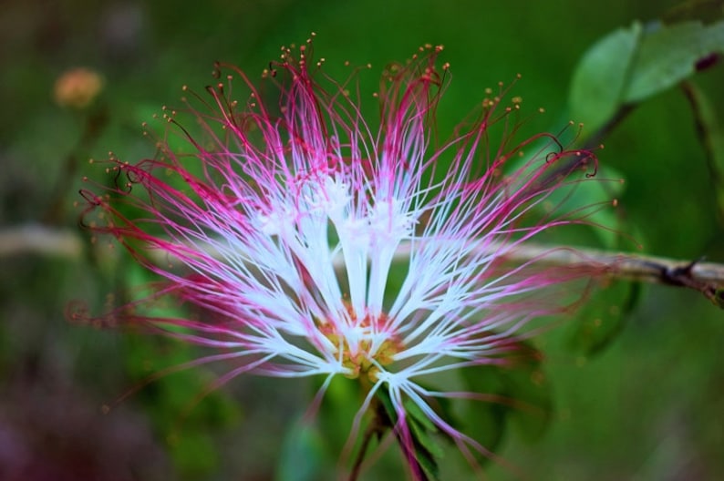 Bobinsana Powder - 100% Pure. Fresh Packed From Peru. Lowest Price in ...