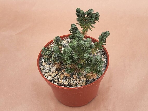 Sedum Multiceps mini Joshua Tree - Etsy
