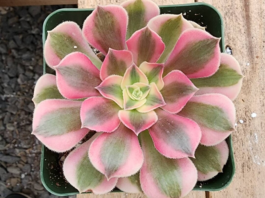 Aeonium Pink Witch - Etsy