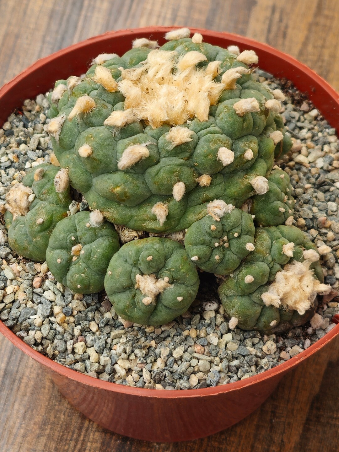 Button Cactus - Etsy