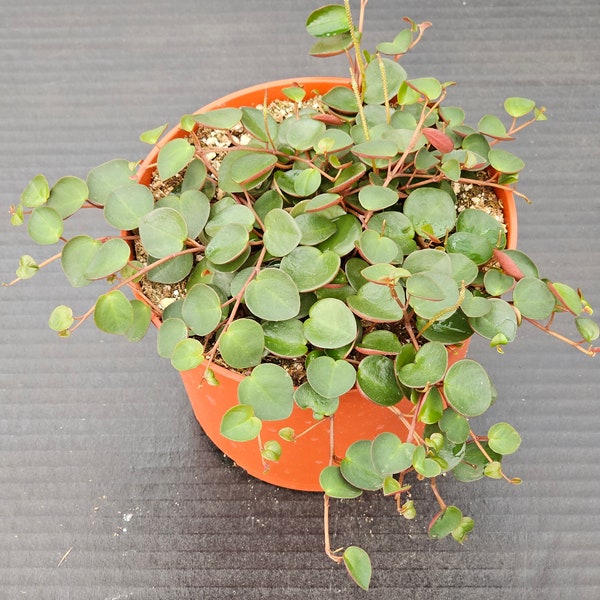 Peperomia Ruby Cascade - Etsy