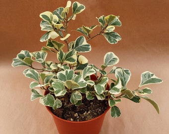 Variegated Ficus Triangularis Live Rooted 4 Plant - Etsy