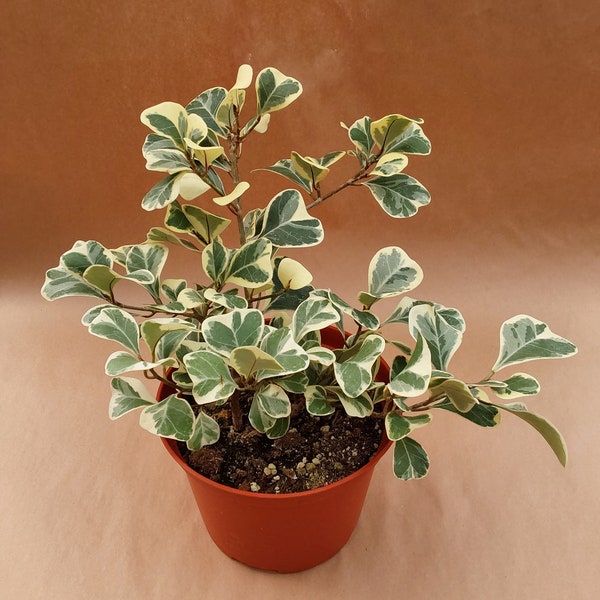 Ficus Triangularis Variegated - Etsy