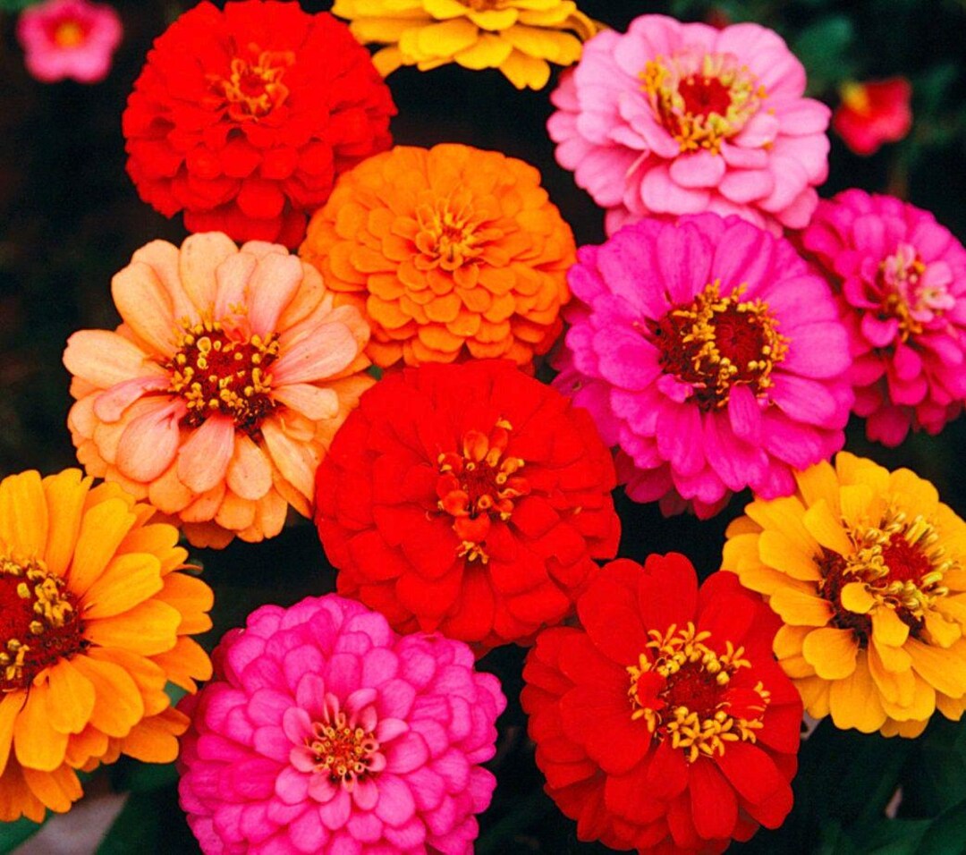Zinnia Lilliput Mixture Seeds | Colorful Mini Zinnias | Easy-grow ...