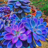 Beautiful Succulent: Dicrocaulon Ramulosum (l.bolus) Ihlenf Purple ...