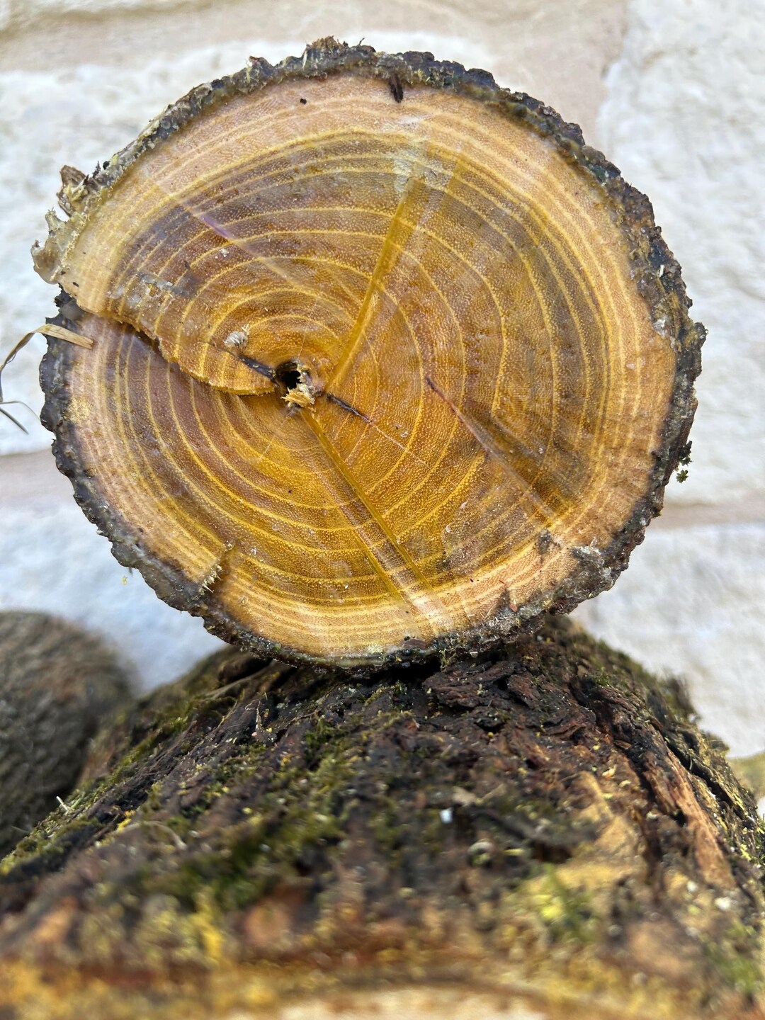 Handcrafted Bois D'arc Miniature Logs for Carving Fresh Cut & Wax ...