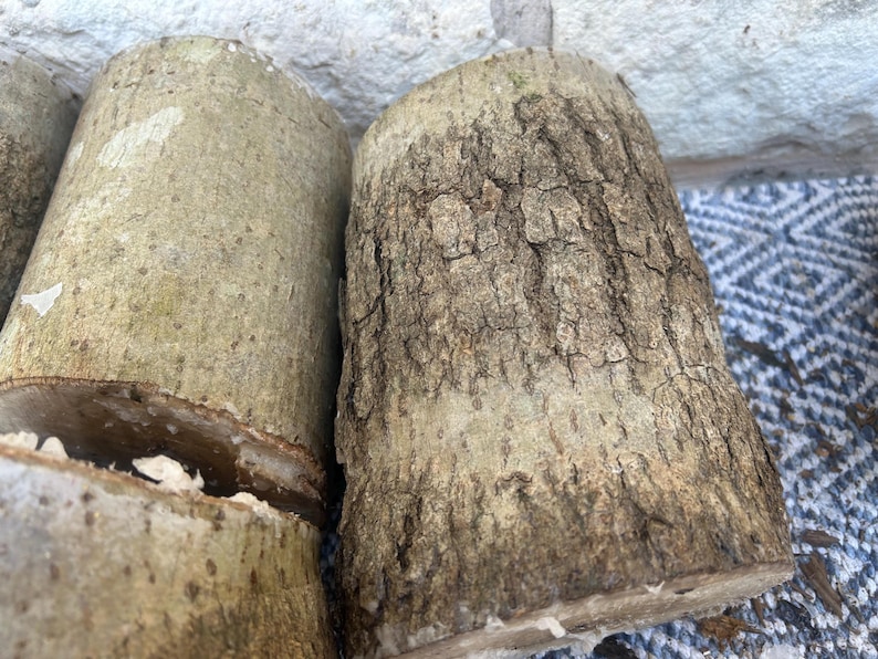 Premium Trio of Green Wood Carving Logs Ash Juniper, Box Elder ...