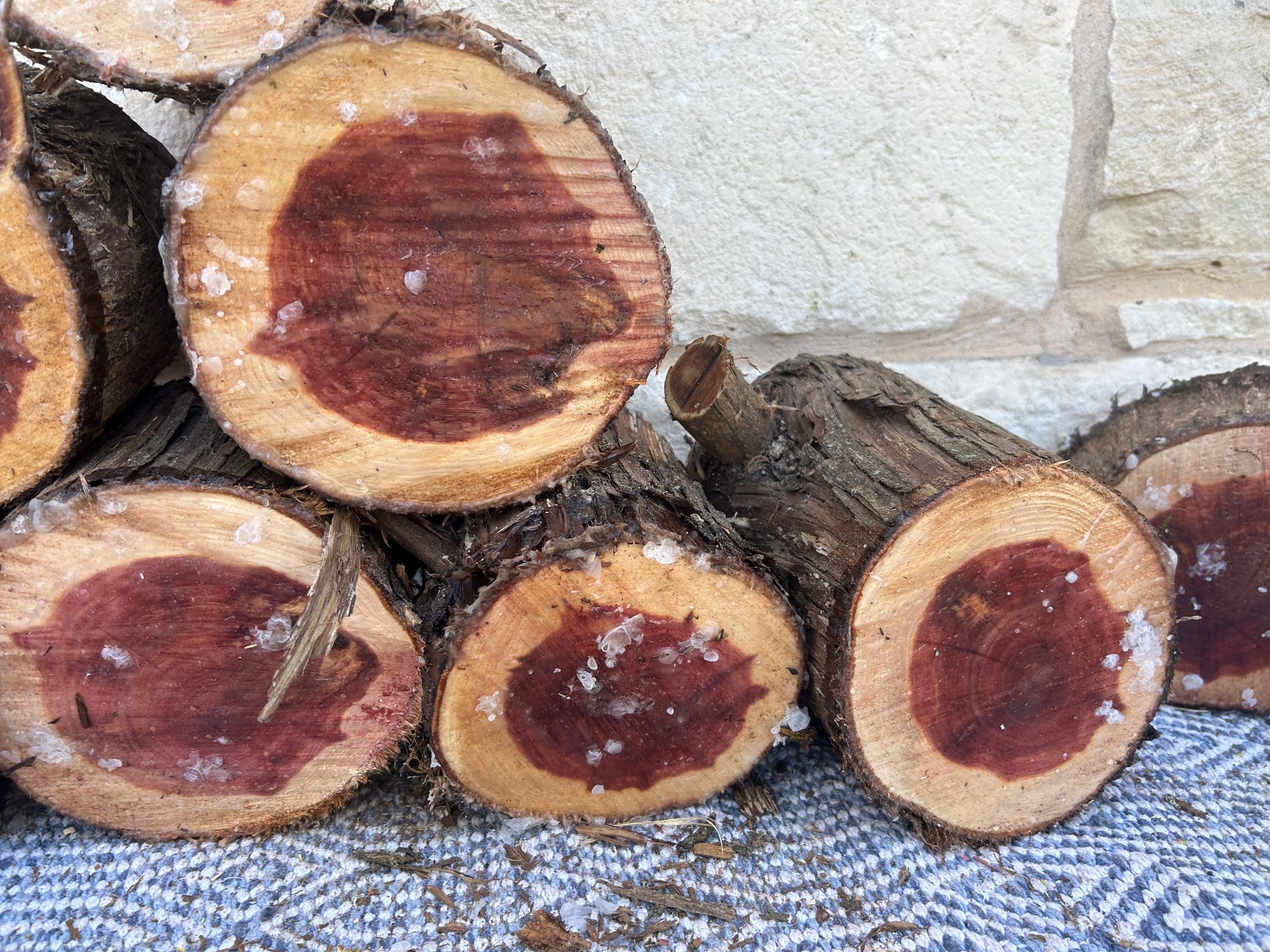 Large Eastern Red Cedar Log for Carving & Rustic Decor (5-6" Long, 4-5 ...