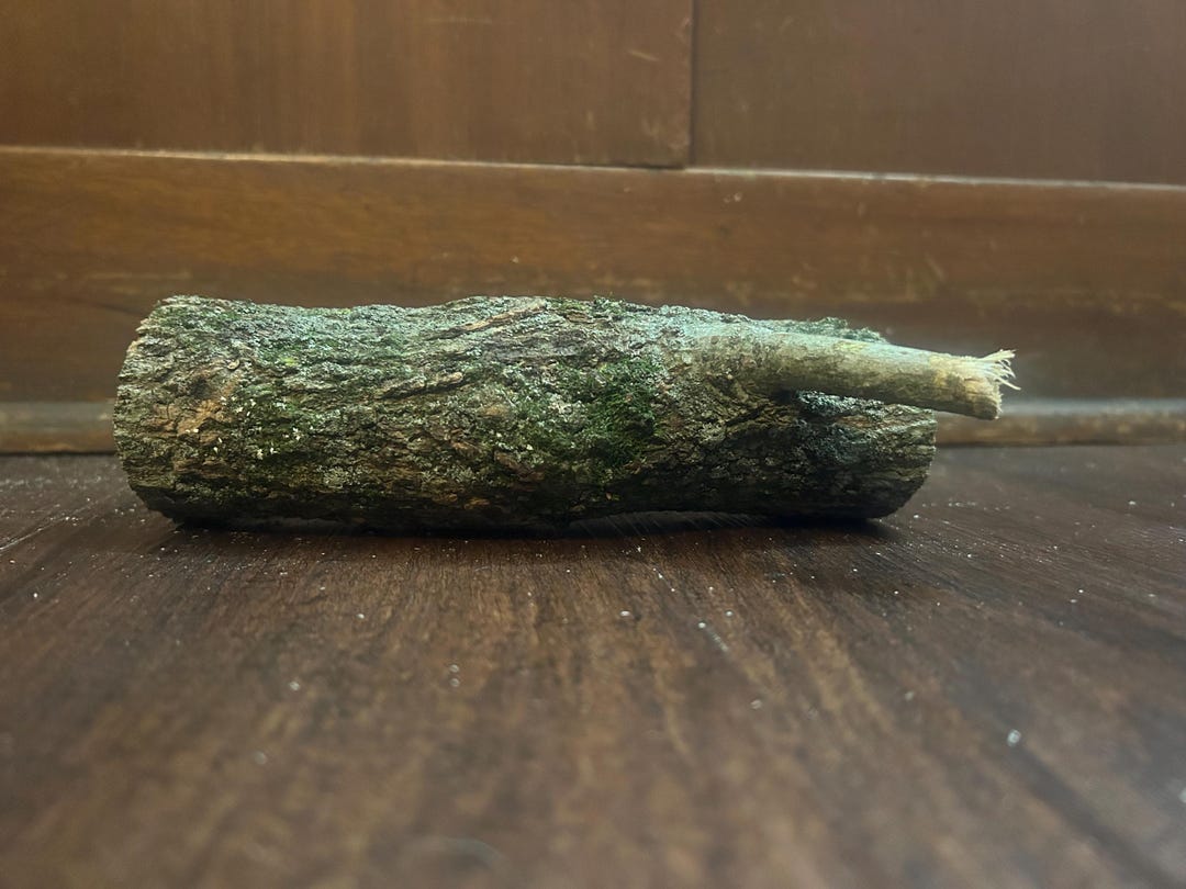 2.5 X 8 Green Box Elder Log for Woodworking, Carving, Turning Wax ...