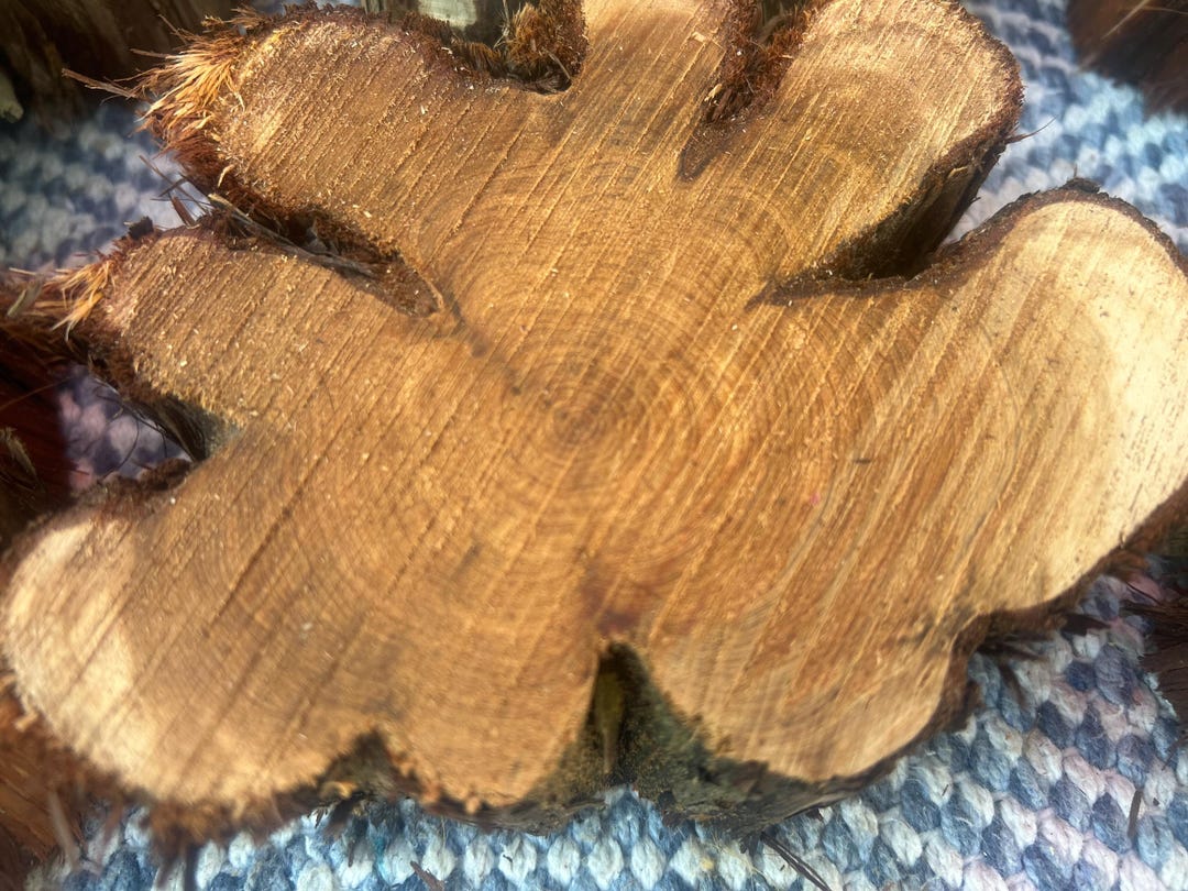 Ash Juniper Wood Cookie - One Natural Wood Slice for Rustic Decor ...