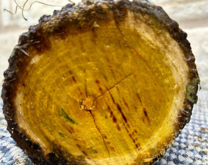 Osage Orange (boisd’arc) 12” X4” Log - so Many Woodworking ...