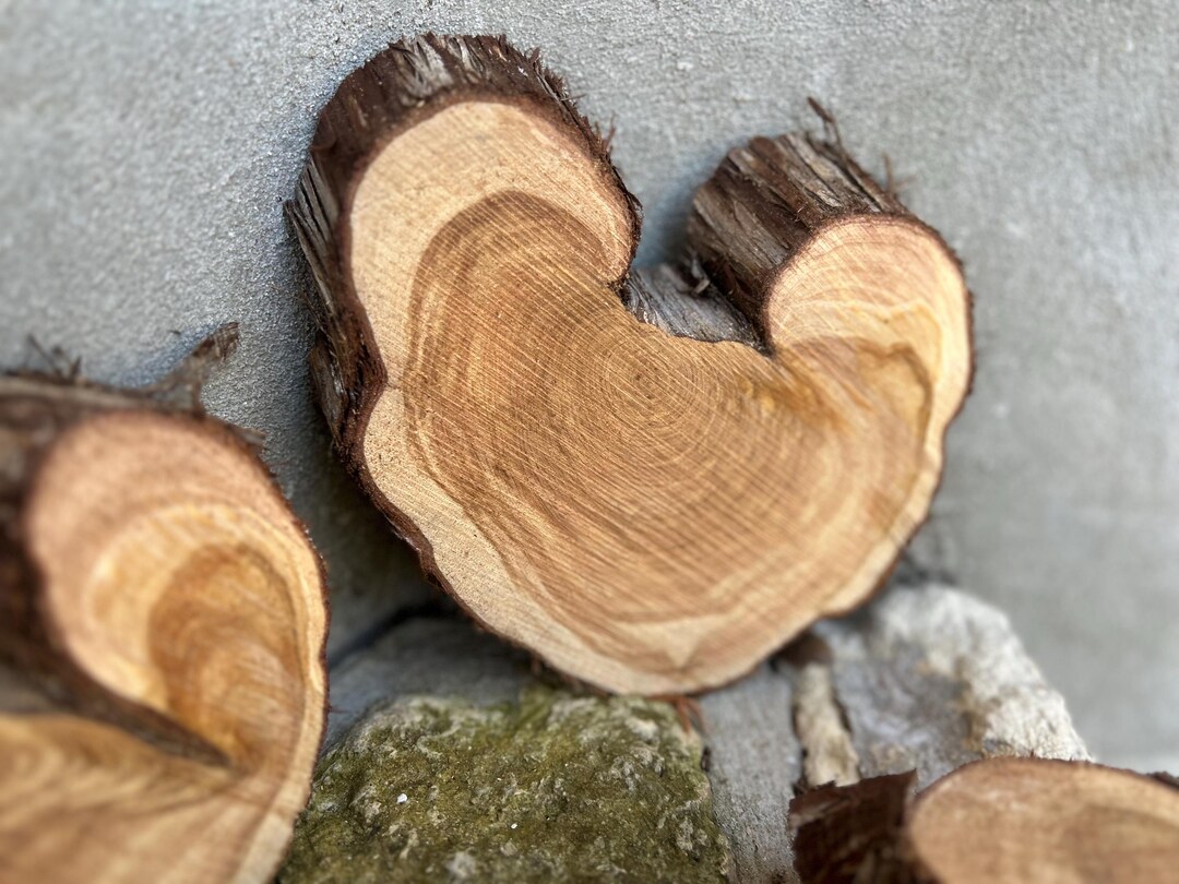 Unique, Rare and Distinctive Ash Juniper Slice. - Etsy