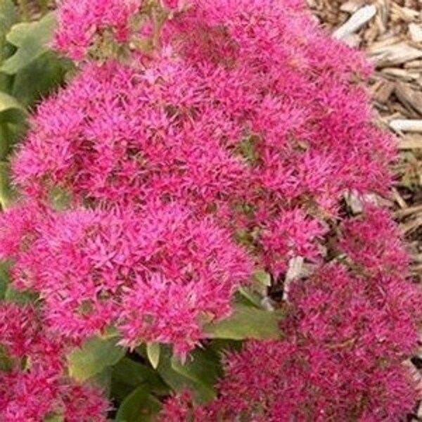 Sedum - Etsy