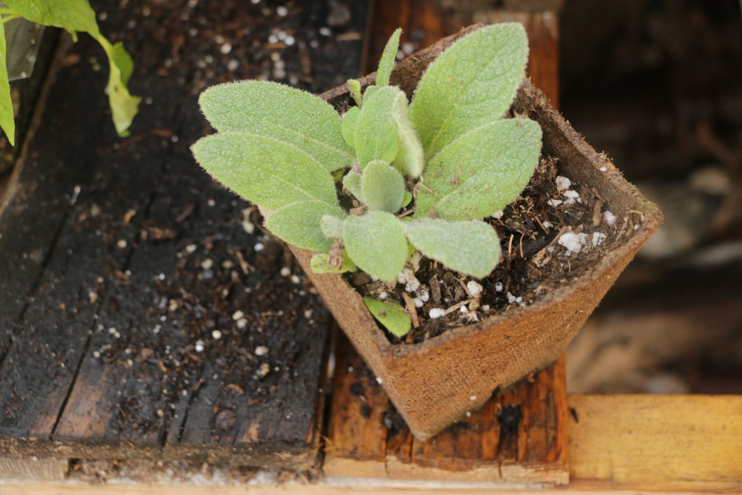 2 Mullein Plant: Fuzzy Leaf Live Plant in 4 Inch Pot - Etsy