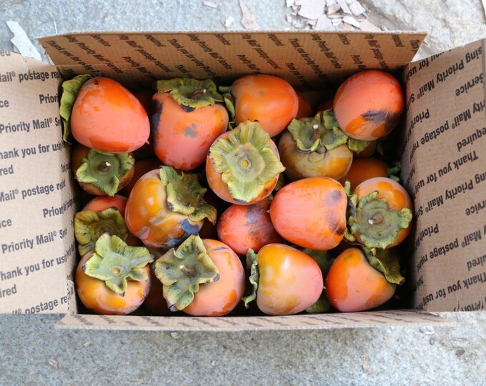5 Lbs Hachiya Persimmons Fresh Picked From My Own Orchard No Poisons or ...