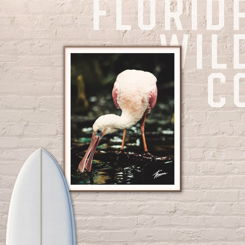 Roseate Spoonbill - Etsy