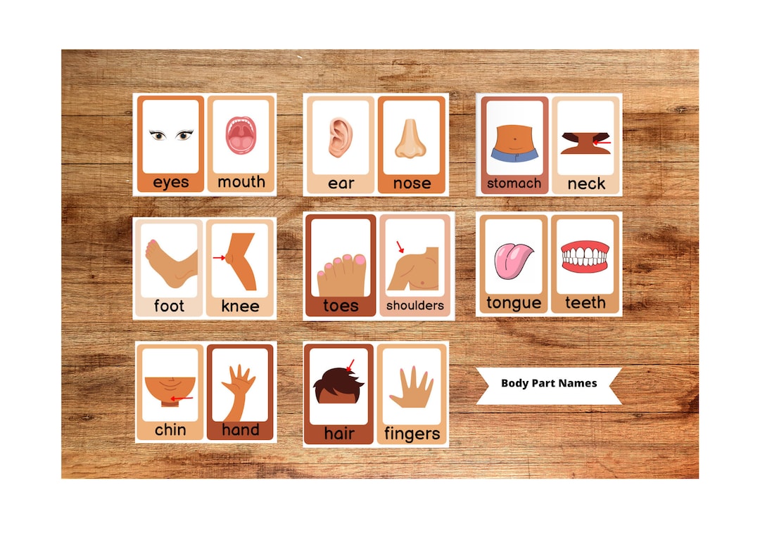 Body Part Names - Etsy