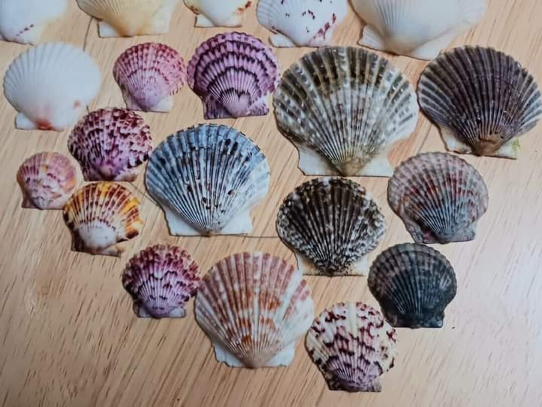 Seashells Scalloped 25 for 10 - Etsy