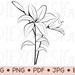 Lily PNG, Lily SVG, Stargazer Lily Clipart, Lily Design, Flower Black ...