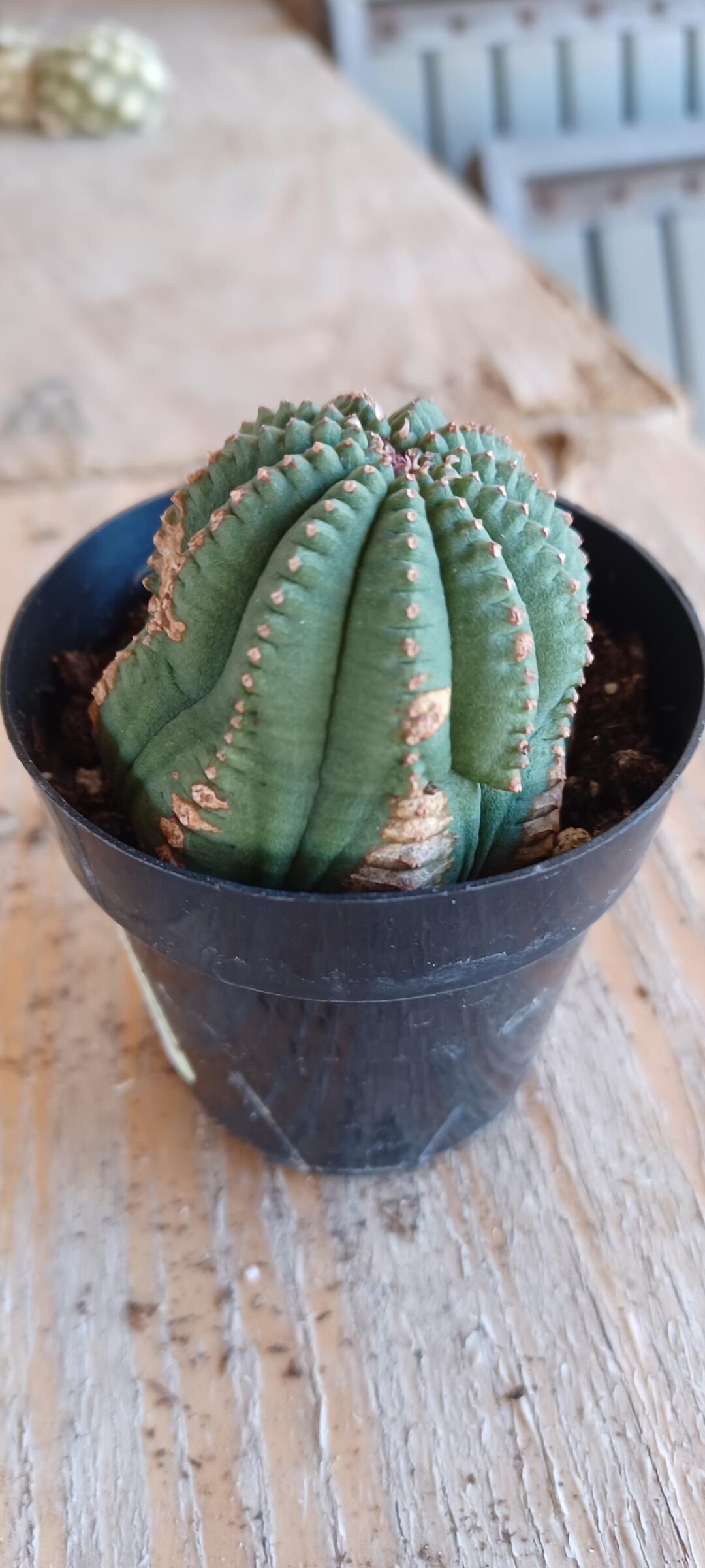 Euphorbia Obesa Cactus Plant 2 Inch Pot Houseplant Live #8 Basketball ...