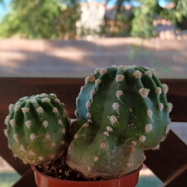 Domino Cactus - Etsy
