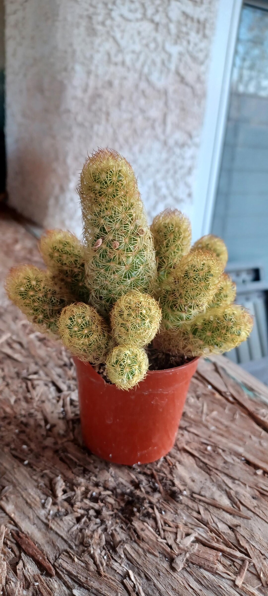 Middle Finger Cactus Plant 2 Inch Pot Plant #111 Houseplant Mamilarria ...