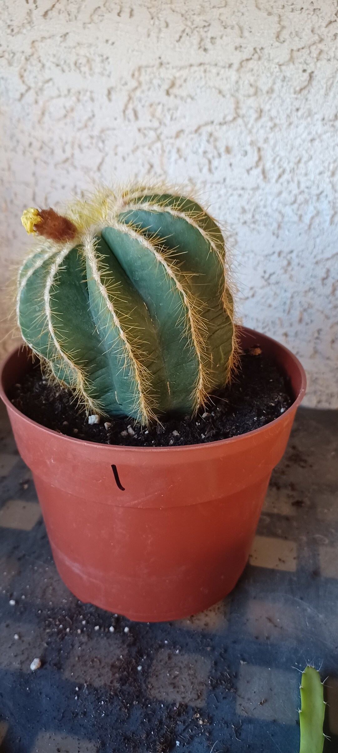 Balloon Cactus Plant 6 Inch Pot Large 1 - Etsy