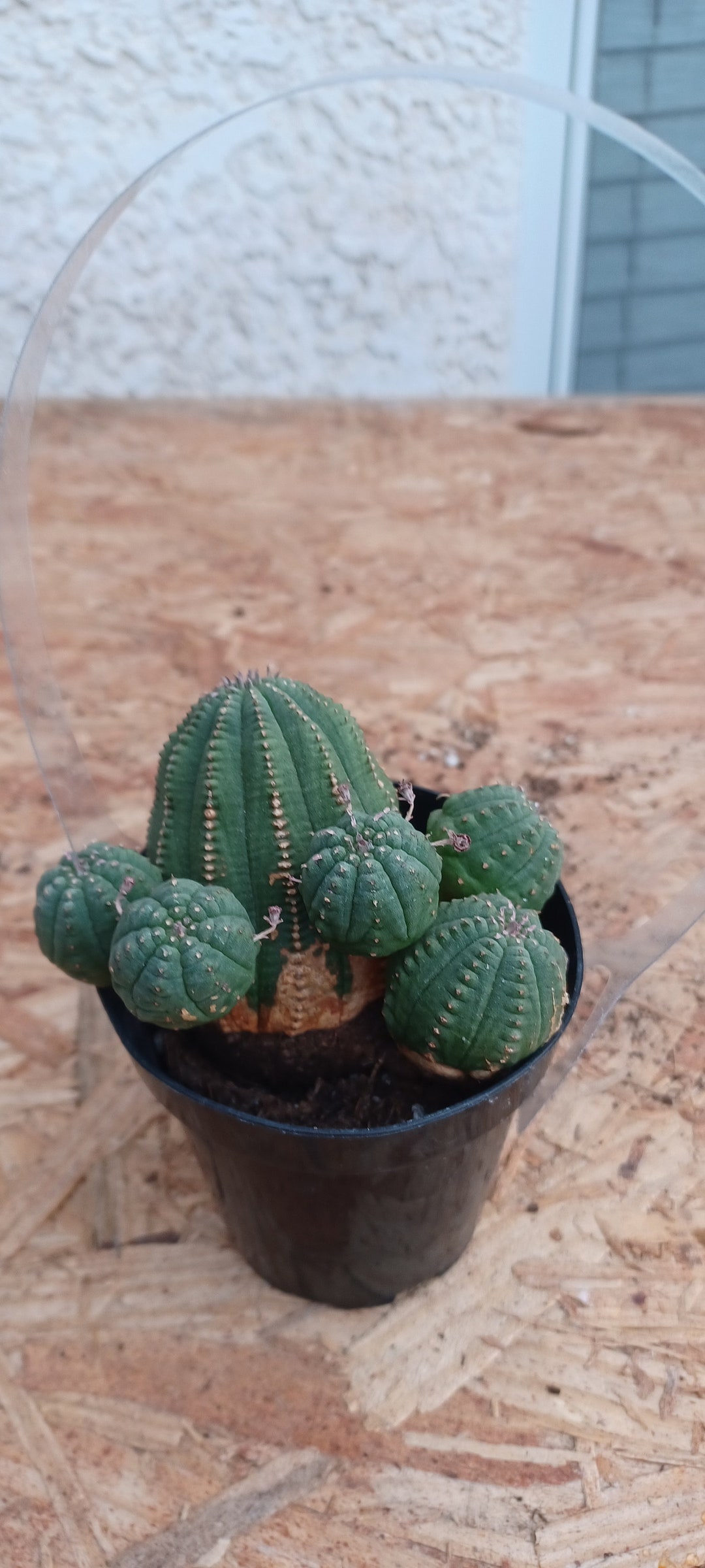 Euphorbia Obesa Cactus Plant 3 Inch Pot Houseplant Live 4 Basketball ...