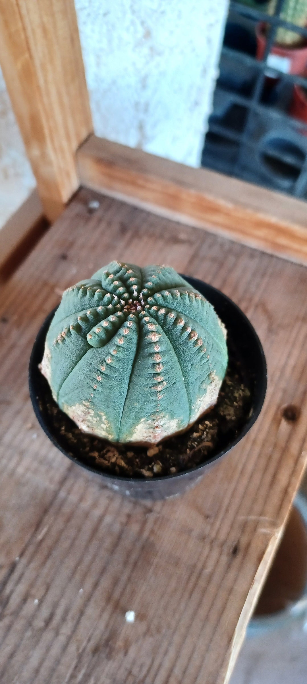 Euphorbia Obesa Cactus Plant 2 Inch Pot Houseplant Live 3 Basketball ...